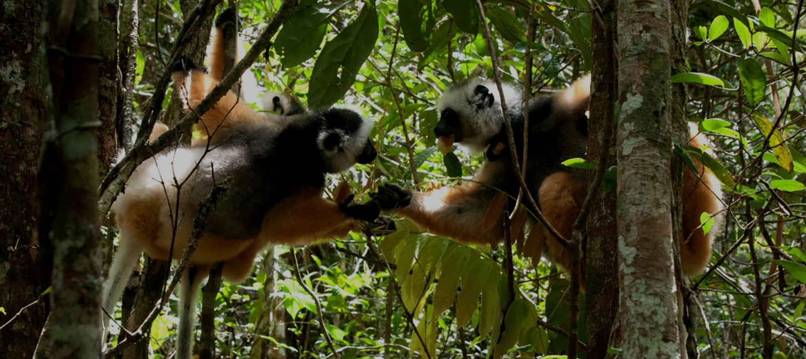 Home - Madagascar Natural Tours
